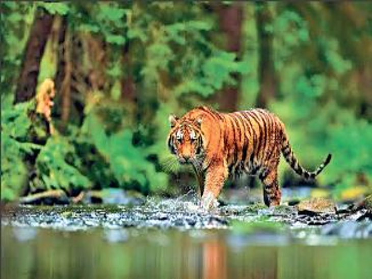 State's second tiger reserve will be built in Kaimur | कैमूर में बनेगा ...