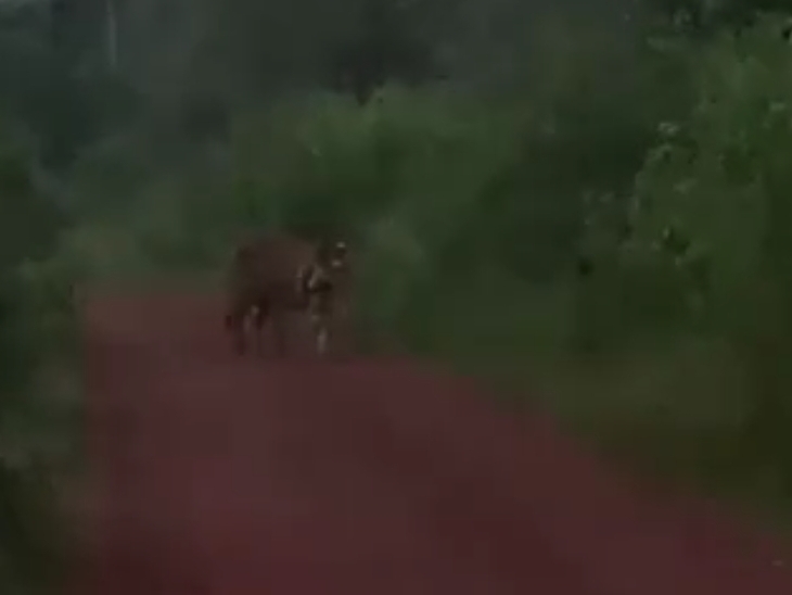 Tiger movement in Majhgawan forest | मझगवां के जंगल में टाइगर का ...