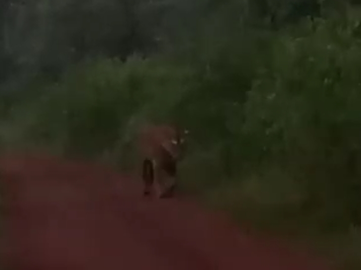 Tiger movement in Majhgawan forest | मझगवां के जंगल में टाइगर का ...
