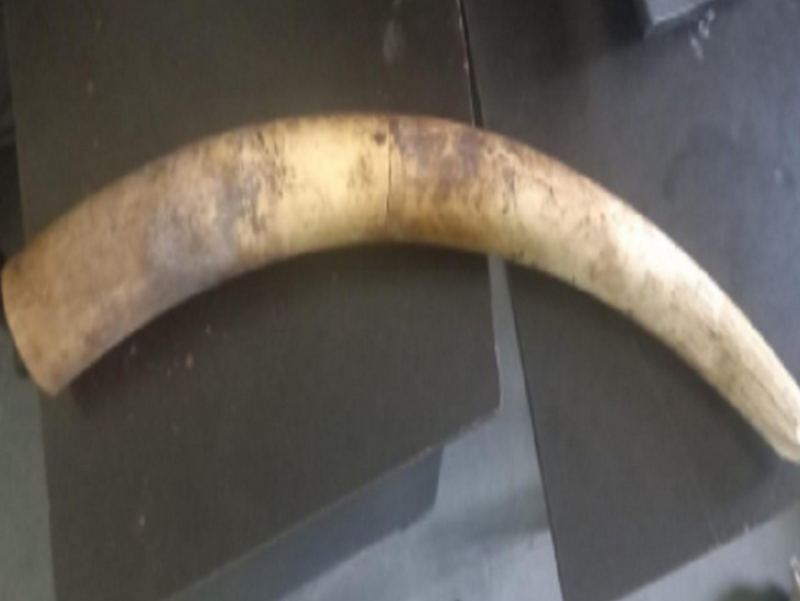 ASI was about to sell ivory worth Rs 1.5 crore | डेढ़ करोड़ के हाथी ...