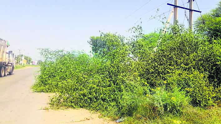 Trees cut in the name of maintenance of electrical wires | बिजली के ...