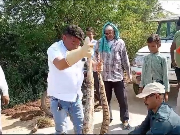 10 feet long python found in drain | नाले में मिला 10 फीट लंबा अजगर: वन ...