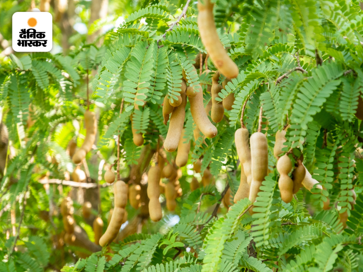 The History and Health Benefits of Tamarind | अफ्रीका से चलकर भारत आई ...