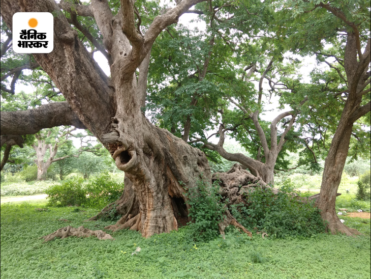 The History and Health Benefits of Tamarind | अफ्रीका से चलकर भारत आई ...