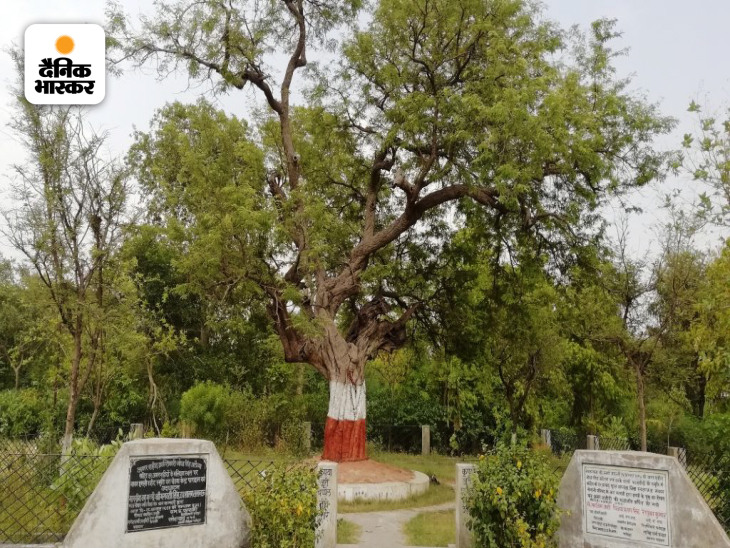 The History and Health Benefits of Tamarind | अफ्रीका से चलकर भारत आई ...