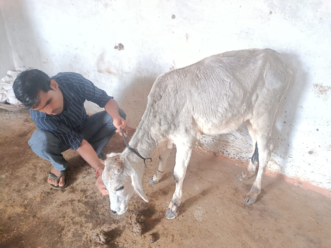 Long like symptoms on the body of cows: Department is assuming that ...