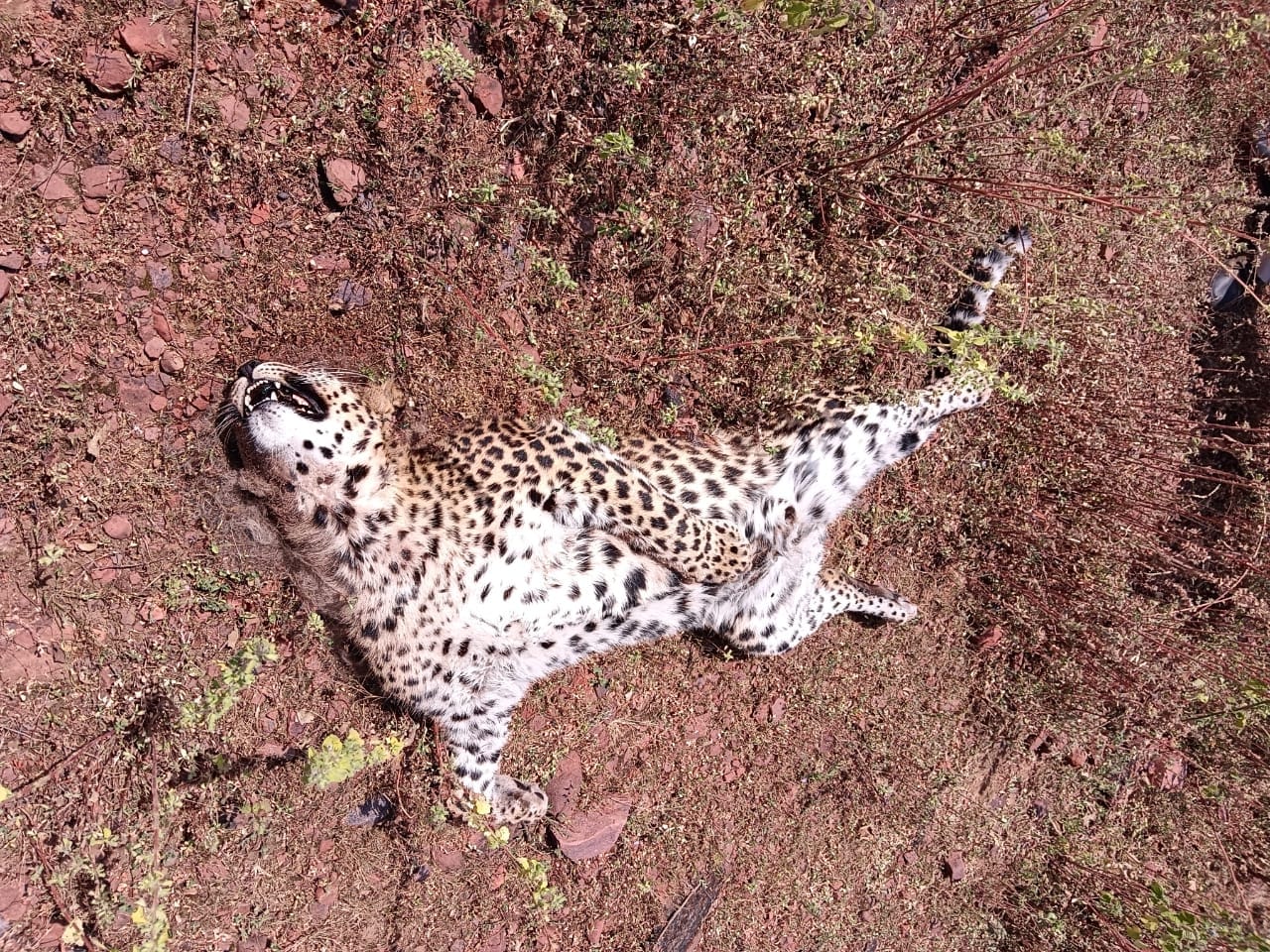 Raisen: Female leopard found dead inside fencing, wound marks | रायसेन ...