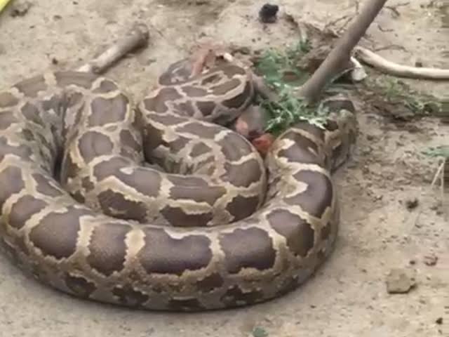 The victim got trapped after getting trapped, video of python hunting ...