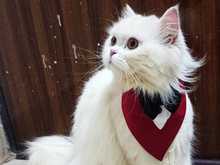 Feline Club of India Cat Show Winner Sher Khan (Updates), Mencoon ...