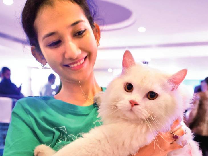 Feline Club of India Cat Show Winner Sher Khan (Updates), Mencoon ...