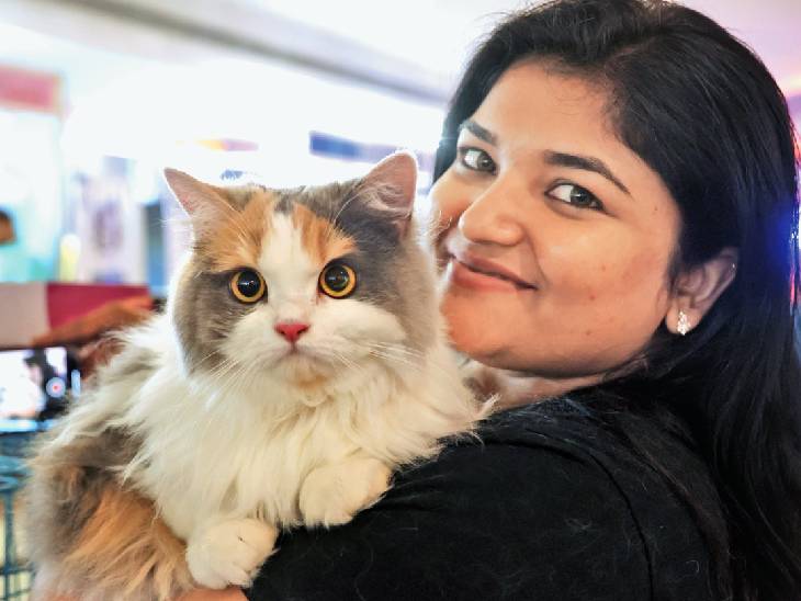 Feline Club of India Cat Show Winner Sher Khan (Updates), Mencoon ...