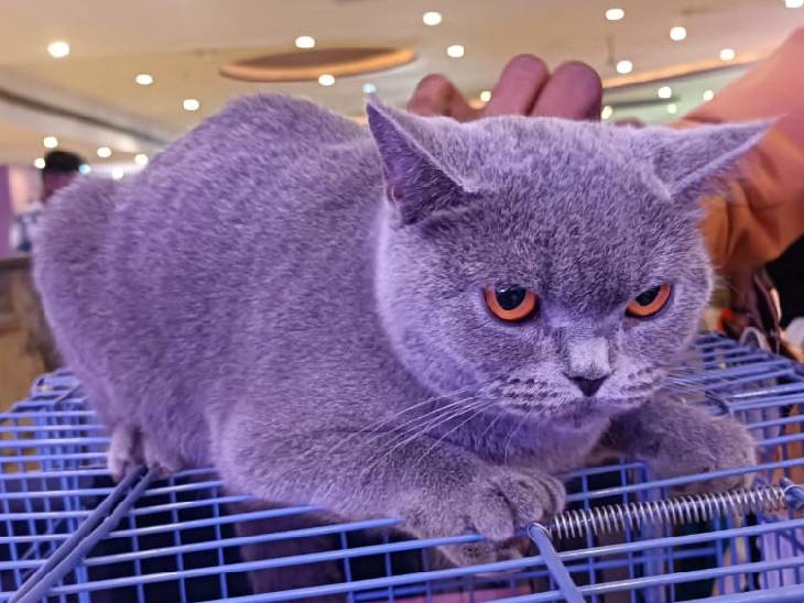 Feline Club of India Cat Show Winner Sher Khan (Updates), Mencoon ...