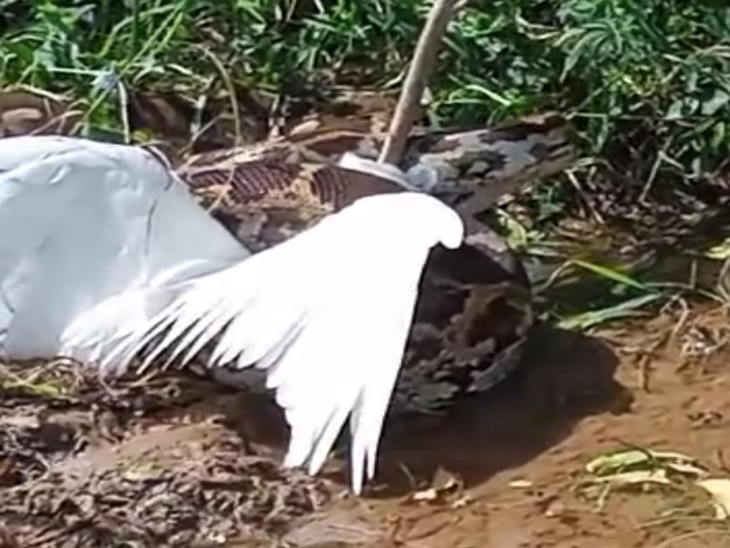 The victim got trapped after getting trapped, video of python hunting ...