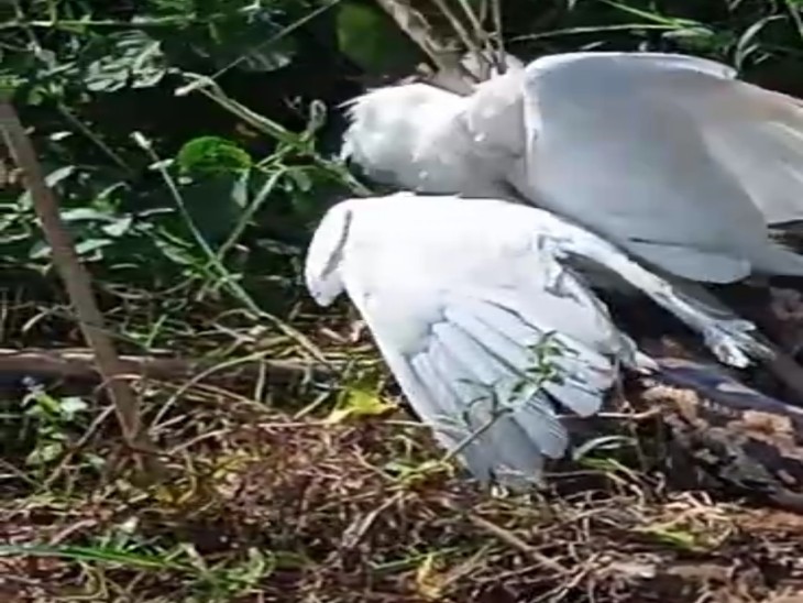 The victim got trapped after getting trapped, video of python hunting ...