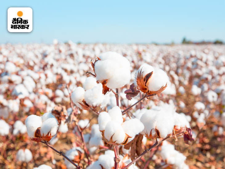 The History of Cotton: From Ancient Origins to Modern Uses