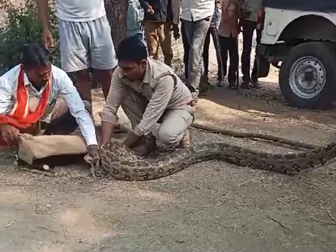 15 feet long python found in Lalitpur | ललितपुर में निकला 15 फिट लंबा ...