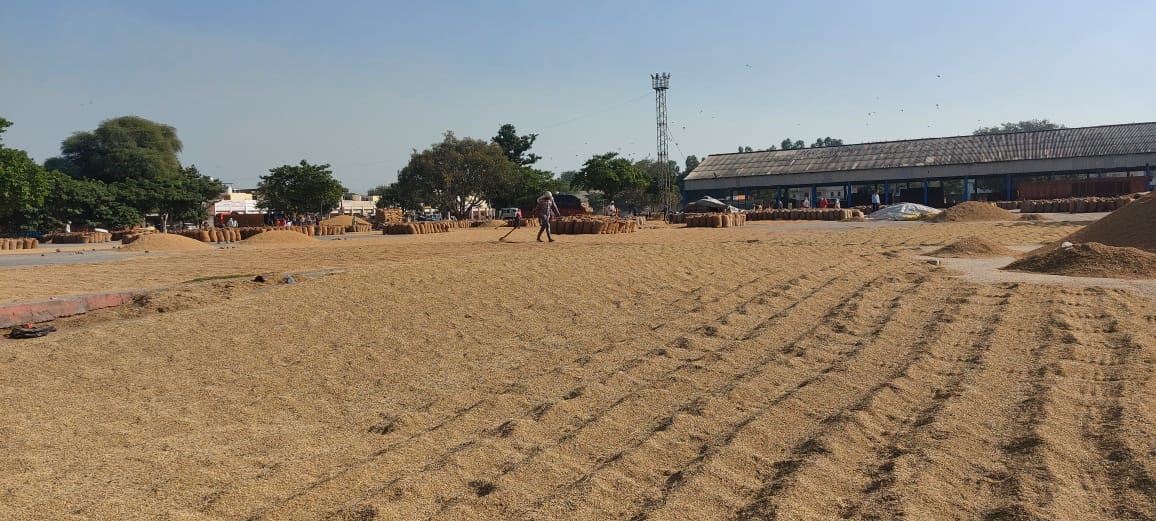 Prices of Basmati and other paddy fell by Rs 250 to Rs 500 in 6-day ...