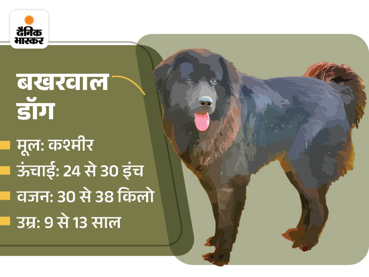 Native breed dogs will join the Central Police Force | देसी नस्ल के डॉग ...