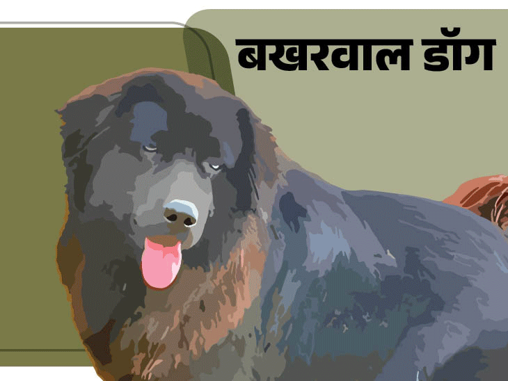 Native breed dogs will join the Central Police Force