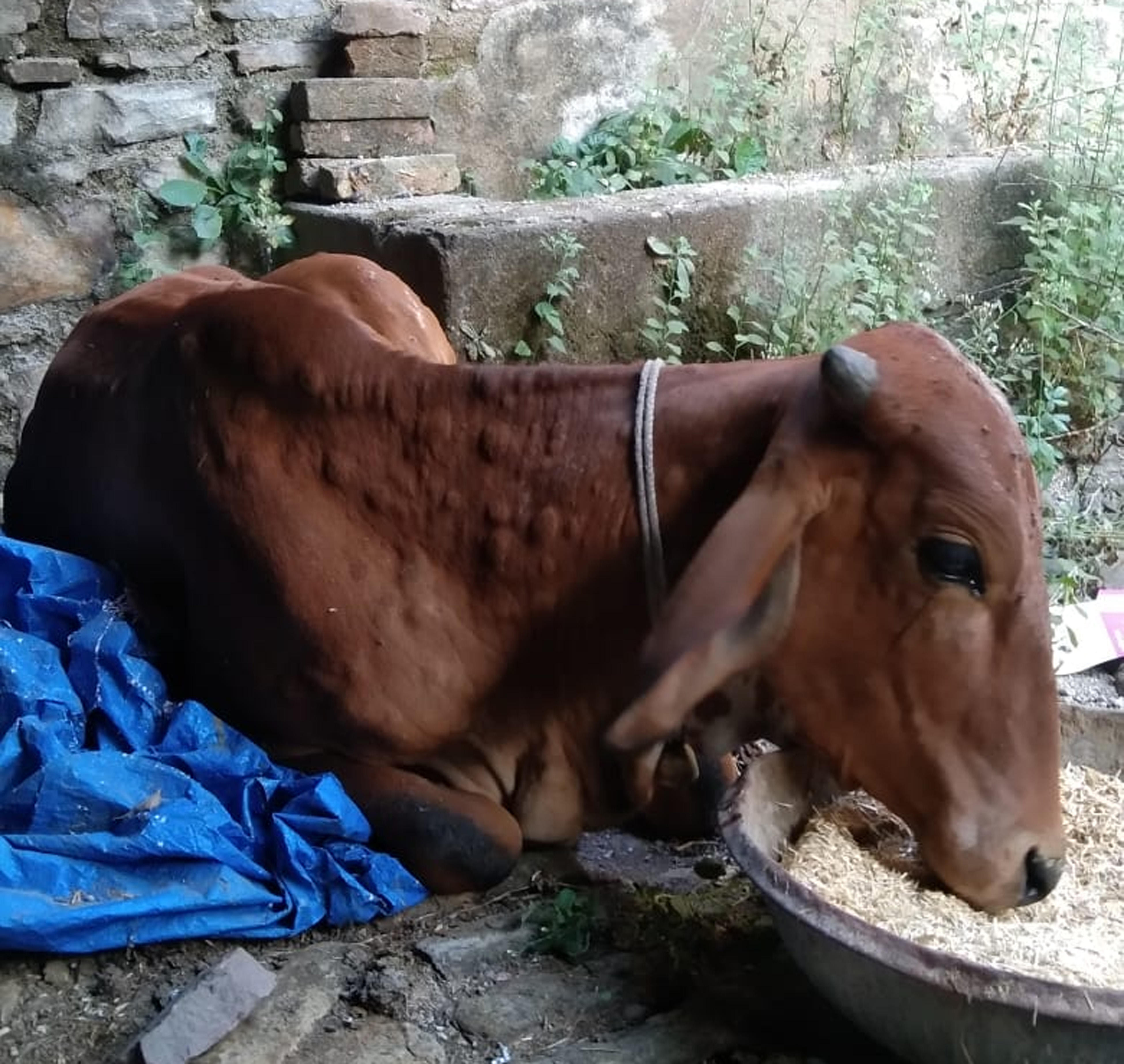 Lambi virus disease knocks again, cattle farmers worried | लंपी वायरस ...