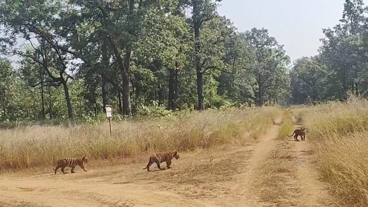 Fish-tigress seen for the first time with little guests in STR | STR ...