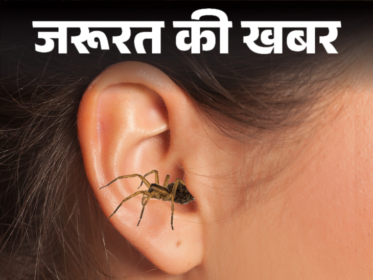 Spider in Woman's Ear: Abnormal Sounds, Doctors Tips, and Safe Removal ...