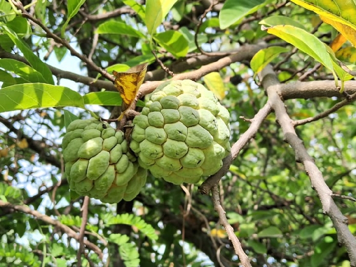 Custard apple trees auctioned at low prices | कम दामों में सीताफल के ...