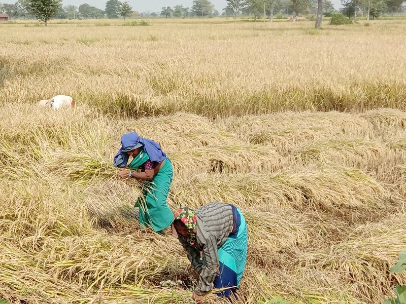 Paddy harvesting is going on rapidly in the region, farmers are hopeful ...