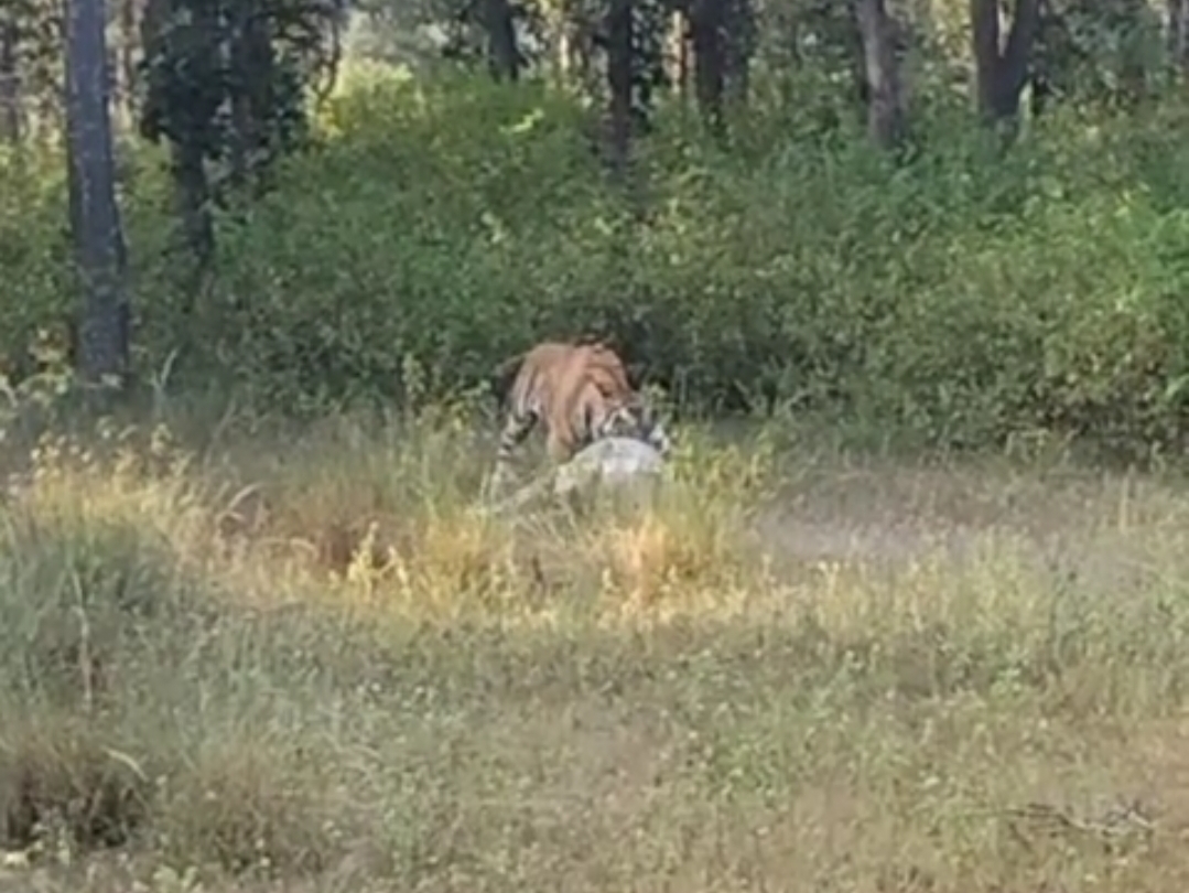 Bandhavgarh Tiger Reserve Viral Video; Bagh Hunted Bull In Umaria | बाघ ...