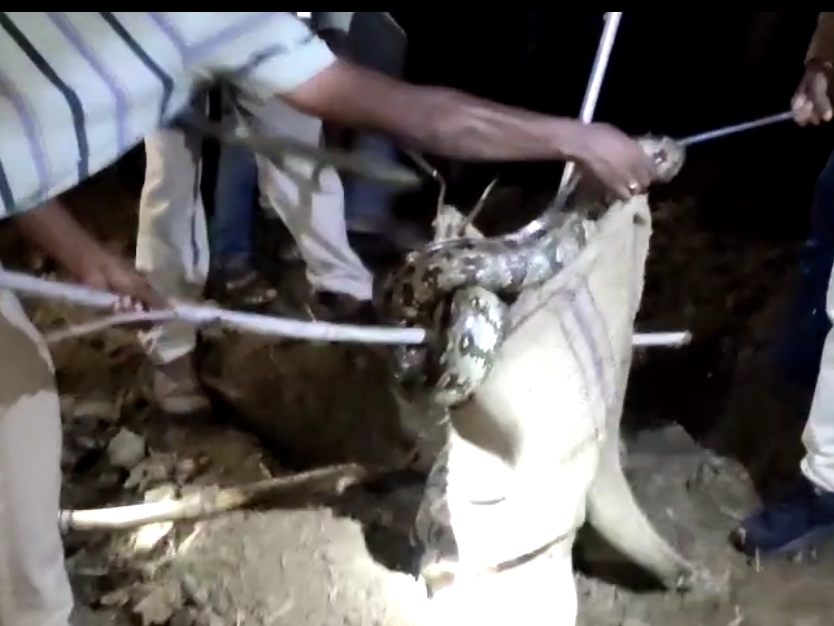 Rescue of 11 feet long python | 25 किलो के 11 फीट लंबे अजगर का रेस्क्यू ...