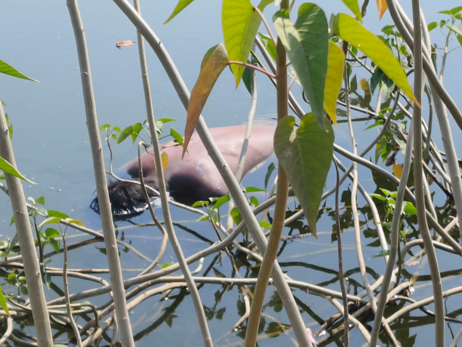 There was a stir after finding an unknown dead body in the pond ...