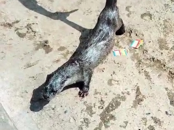 Beaver of extinct species found in pond, Forest Department rescued and ...