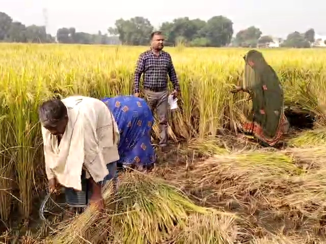DM got crop cutting of paddy crop done in Chandauli | चंदौली में डीएम ...