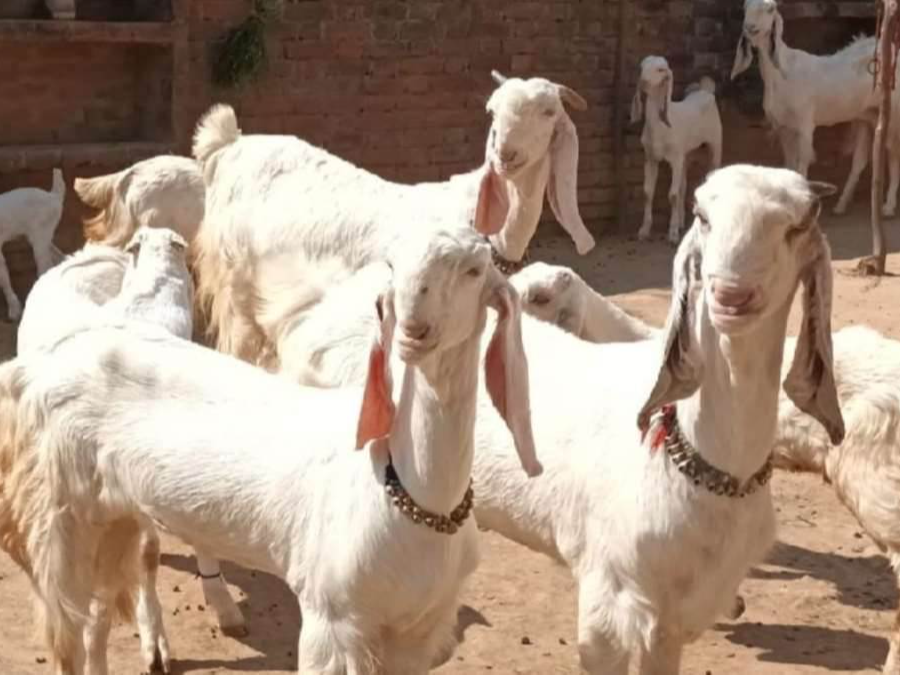 Rampur Meat of sick goats was being sold | रामपुर में बिक रहा है बीमार ...