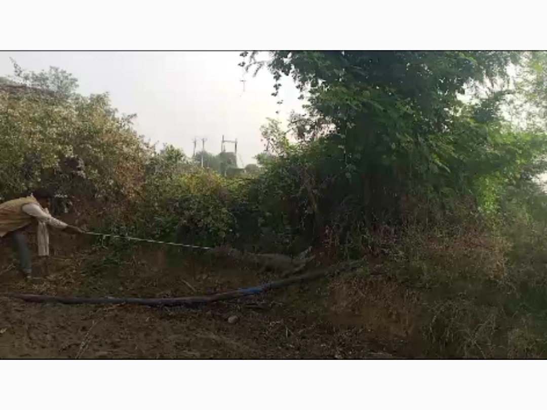 Crocodile reached Siyapura village of Sheopur district