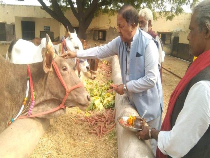 Gopashtami festival was celebrated everywhere in Mathura, cow worship ...