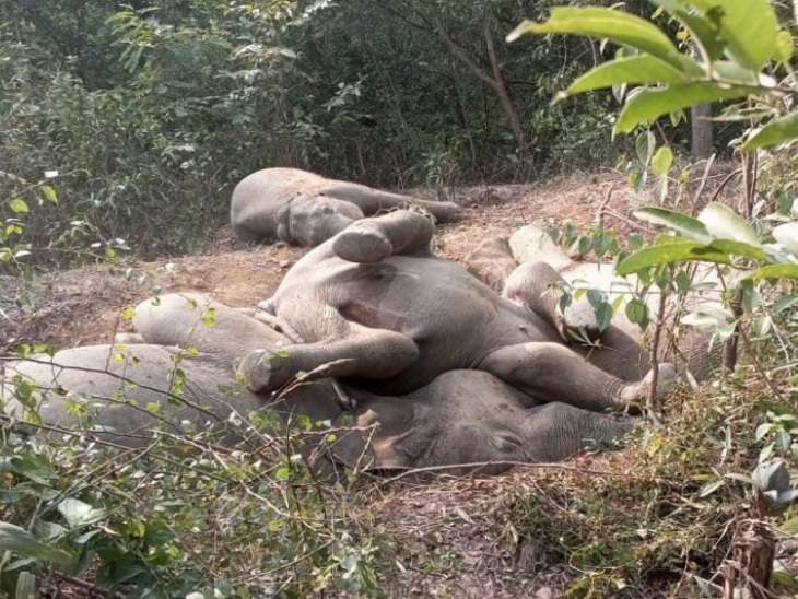 Five elephants died due to electrocution | करंट लगने से पांच हाथियों की मौत: 11 फीट की ऊंचाई पर ...