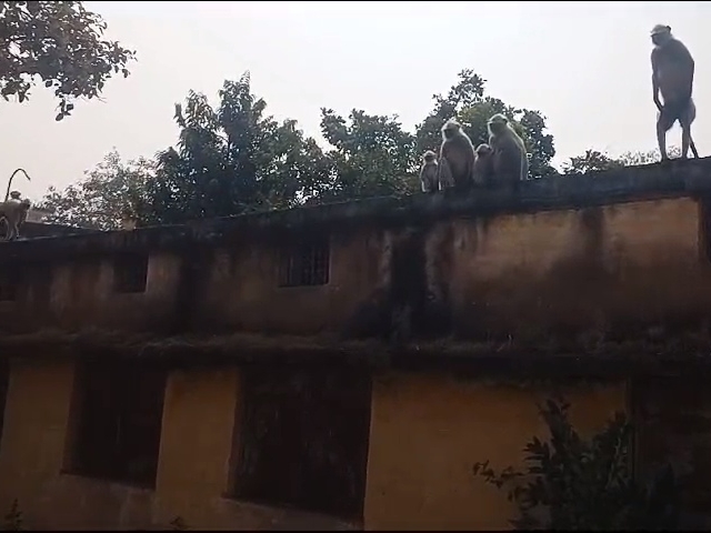 Chhattisgarh Bandar Ki Dosti Video; Monkeys Gather To Witness Burial ...