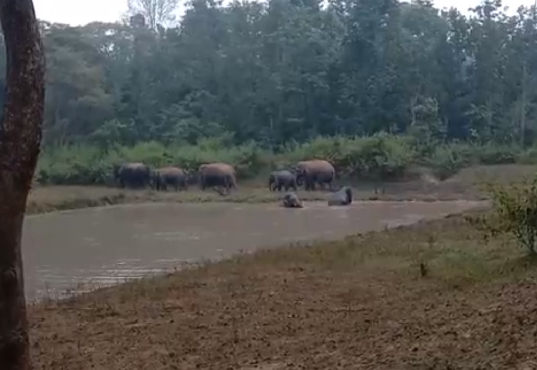 40 elephants of Sikaser team created ruckus, broke the solar system of ...
