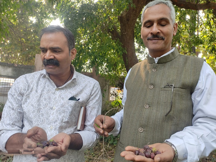 Scientists took samples of Paniyala fruits in Gorakhpur | गोरखपुर में ...