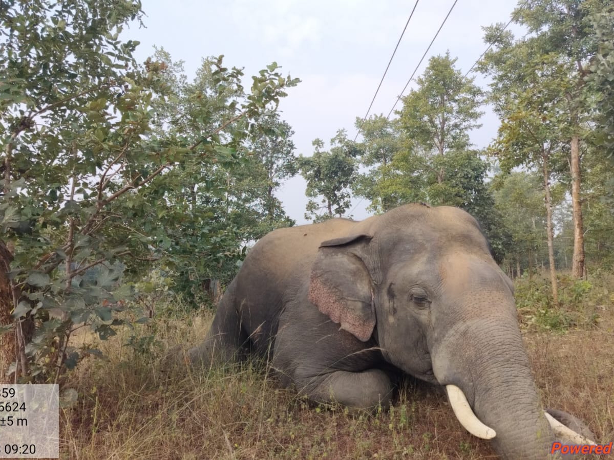 Elephant dies in getting electrocuted Katghora Forest Division of Korba ...