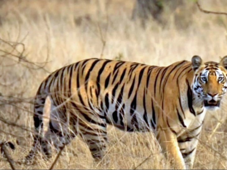 MP: Now the largest core area of tigers in Rani Durgavati Tiger Reserve ...