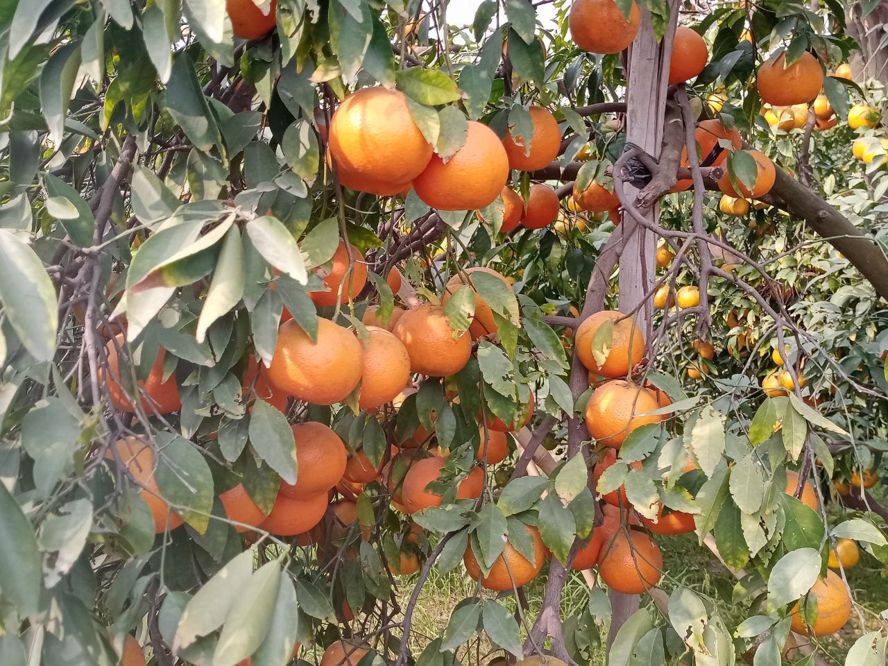 Tremendous production of Kinnow this time | इस बार किन्नू की बंपर ...