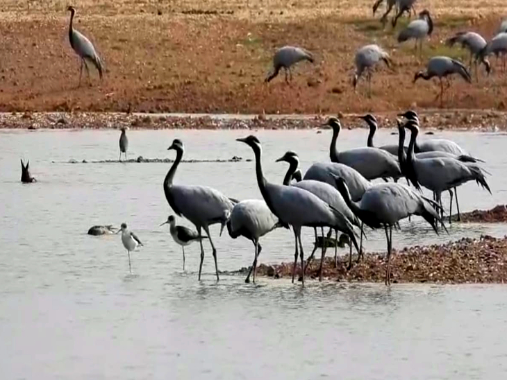 Kurja bird nest in Jaisalmer | हजारों किलोमीटर का सफर तय कर जैसलमेर आया ...