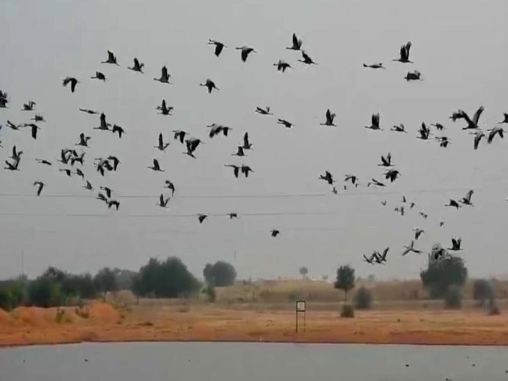 Kurja bird nest in Jaisalmer | हजारों किलोमीटर का सफर तय कर जैसलमेर आया ...