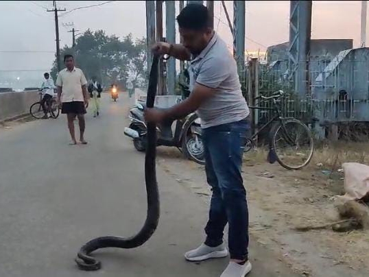 8 feet python trapped in fishing net, Python was stuck in the canal of ...