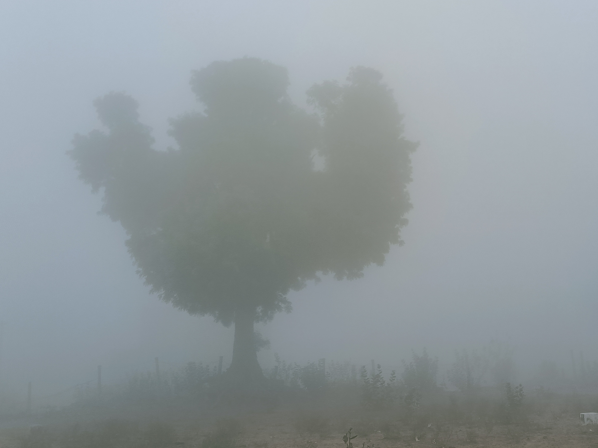 Thickest fog of the season in Fatehpur, 10 meter visibility | फतेहपुर ...