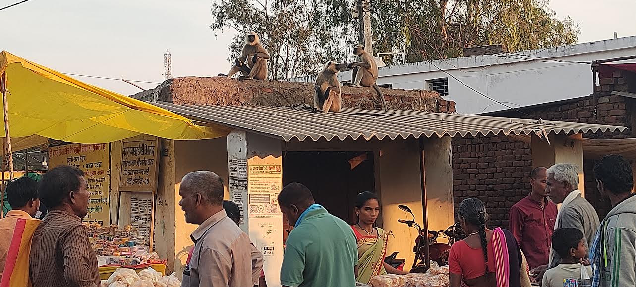 Shopkeepers troubled by monkeys jumping in the market | बाजार में ...