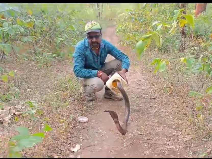 5 feet long cobra snake inside the well, caught and released safely ...
