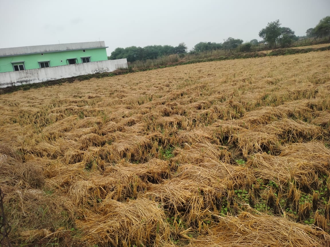 Crop ruined due to unseasonal rain, Concern increased among farmers ...
